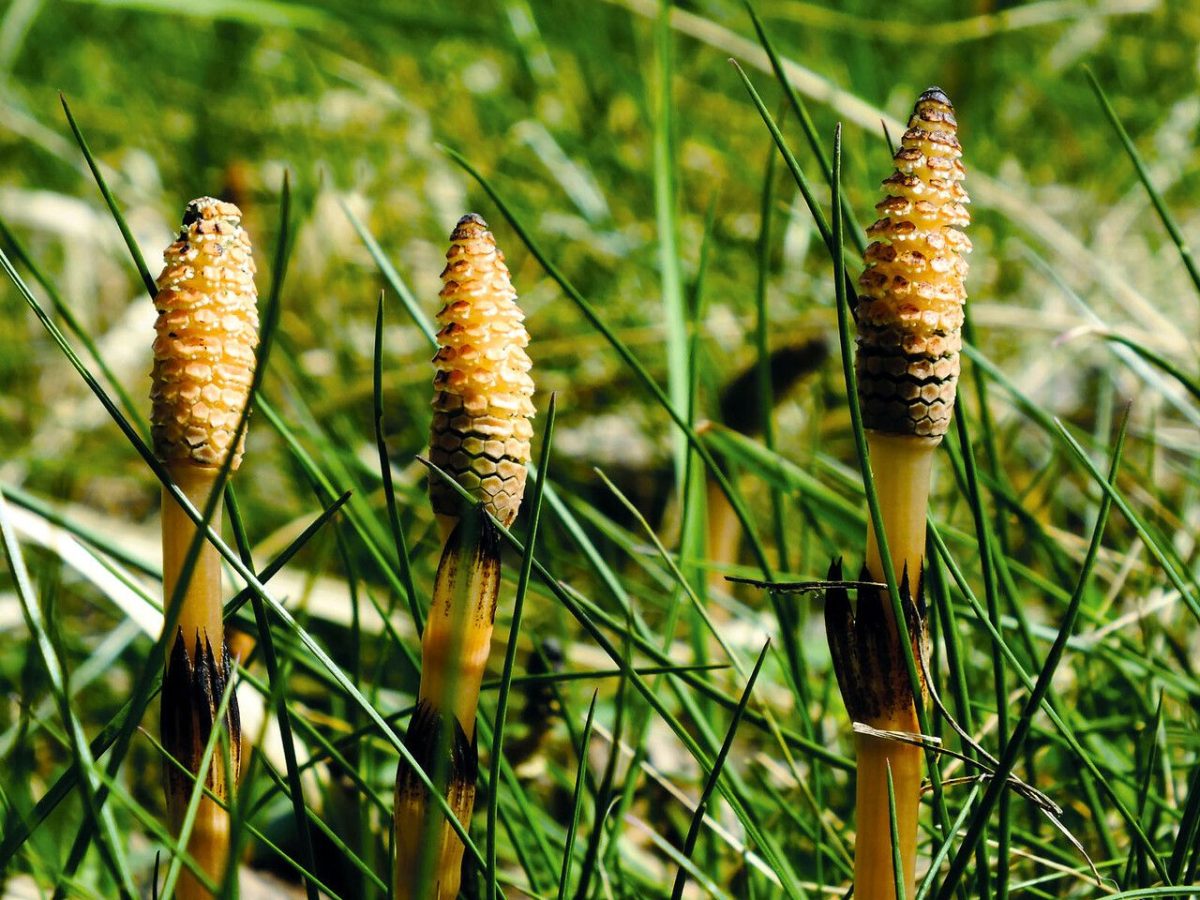 Equisetum Arvense | Abilia
