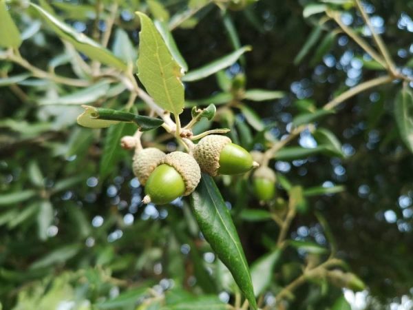 Encina Quercus Ilex | Abilia