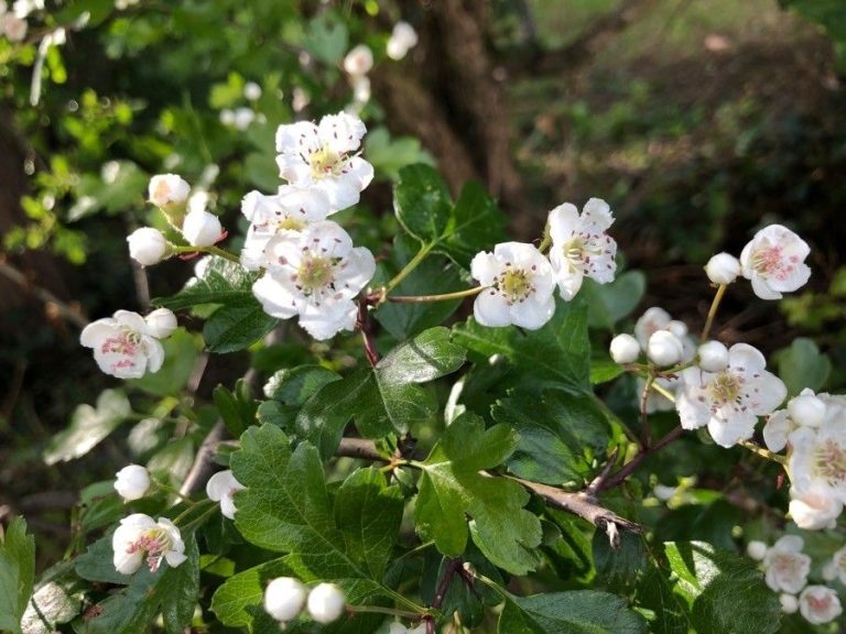 Espino Blanco (Crataegus Monogyna) | Abilia